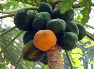 Papaya Farming - Ultimate Guide - Farming Pedia