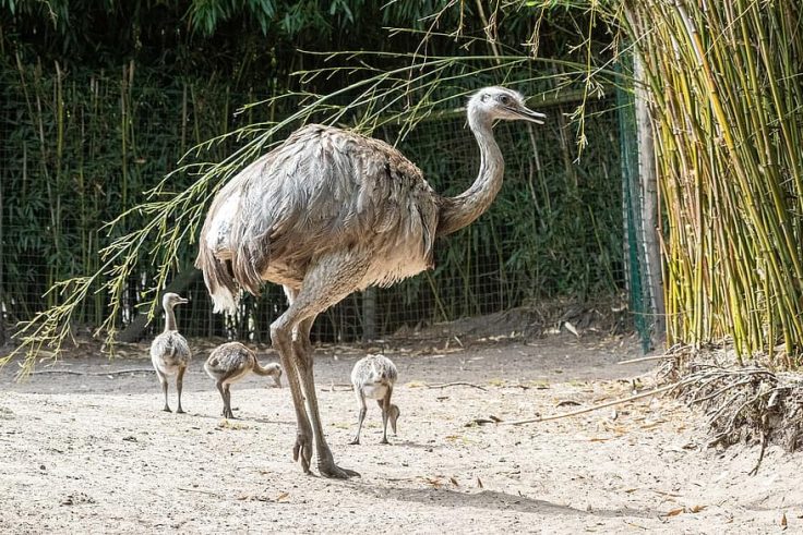 How to start Emu Farming (Complete Business Guide) - Farming Pedia