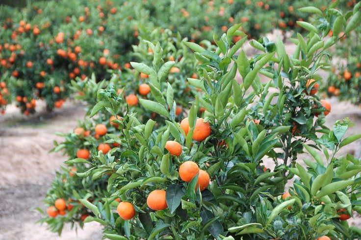 How to Grow: Farming Orange for a Perfect Citrus? - Farming Pedia