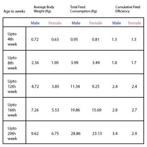 How Many Months Does it Take Turkey to Grow? - Farming Pedia