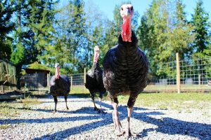 How Many Months Does it Take Turkey to Grow? - Farming Pedia