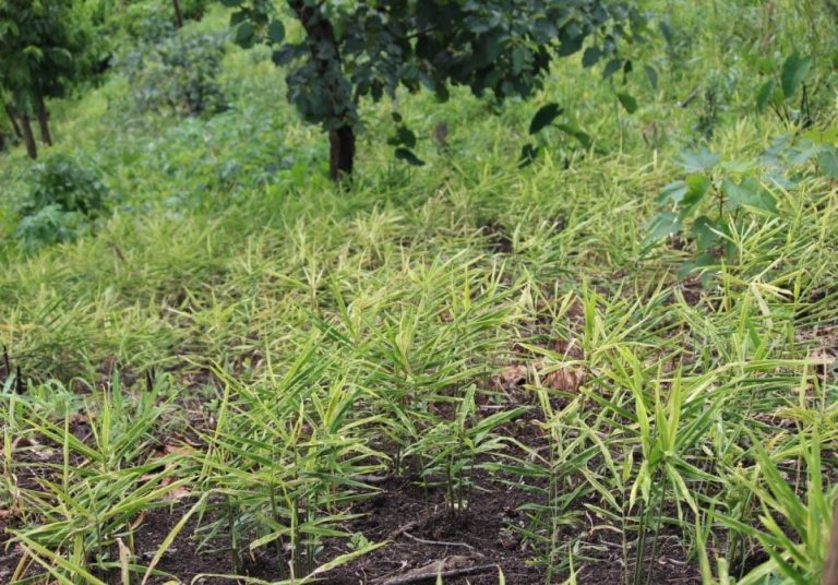 How to Grow Ginger [Step by Step Guide] - Farming Pedia