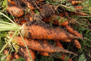 Carrot Farming: Planting, Growing, and Harvesting - Farming Pedia