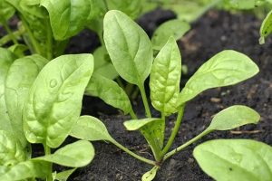 How to Grow Spinach Microgreens? - Farming Pedia