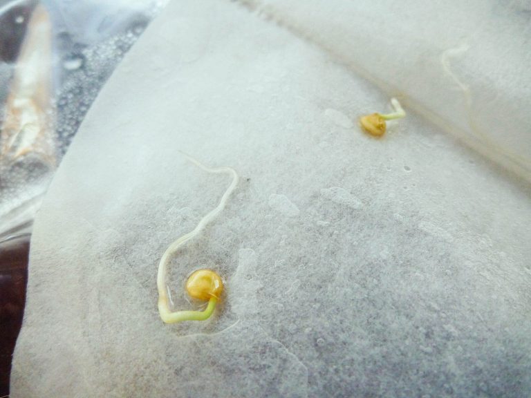 How to Germinate Chilli Seeds - Farming Pedia