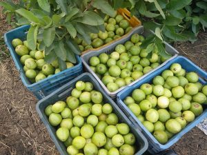 Guava Farming - Planting, Spacing, & Cultivation Guide - Farming Pedia