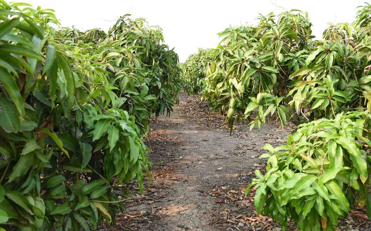 What is Mango Farming all about - A Complete Guide - Farming Pedia