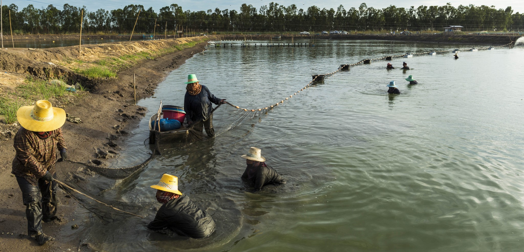 Shrimp Farming 101 - The Art of Shrimp Cultivation, Culture ...
