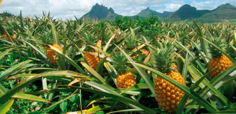How Do Pineapples Grow? – A Complete Guide - Farming Pedia