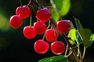 How to Grow Cherry Trees- A Complete Guide - Farming Pedia