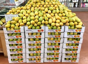 What is Mango Farming all about - A Complete Guide - Farming Pedia