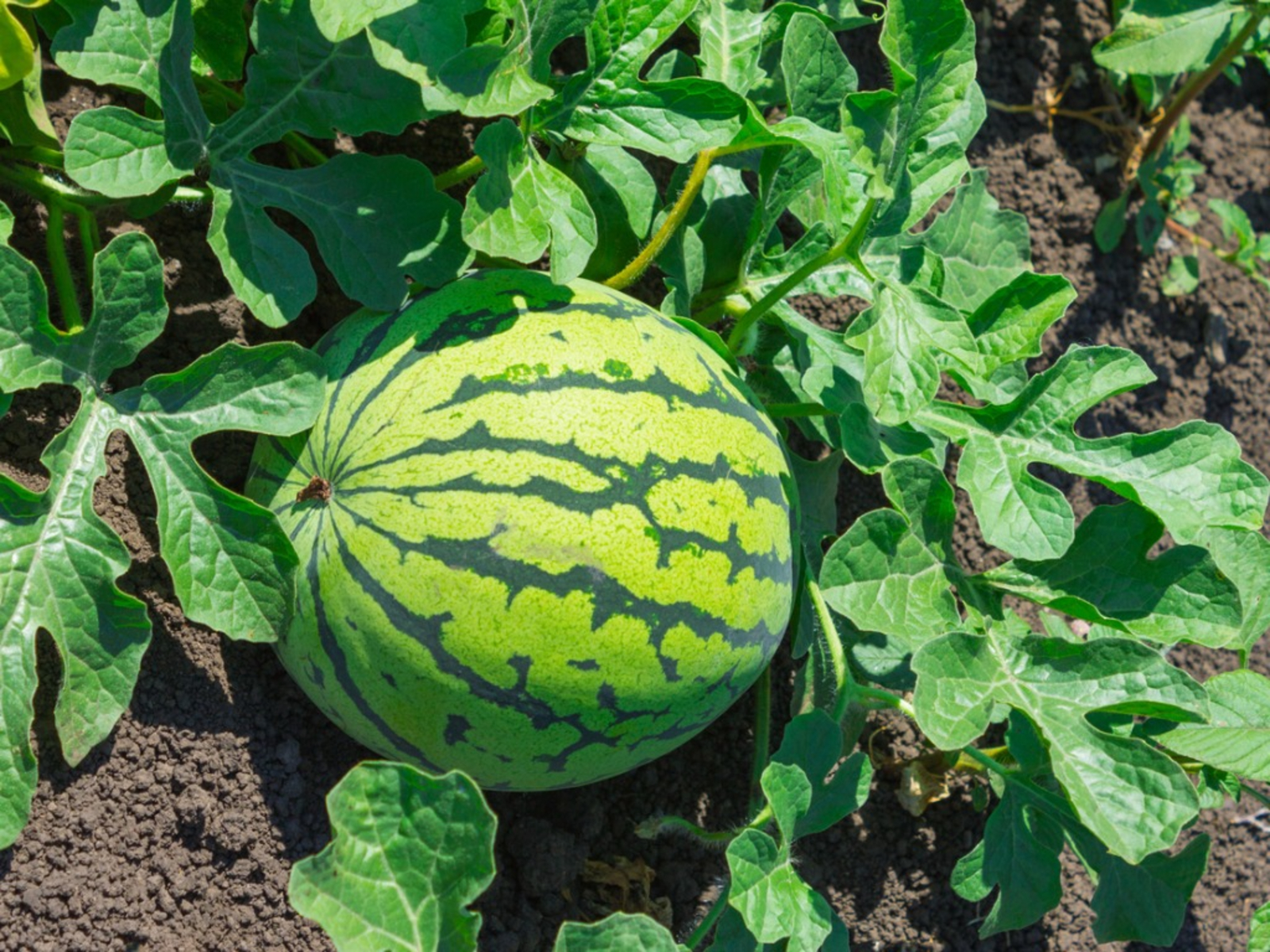 Blossom End Rot On Watermelons - Farming Pedia