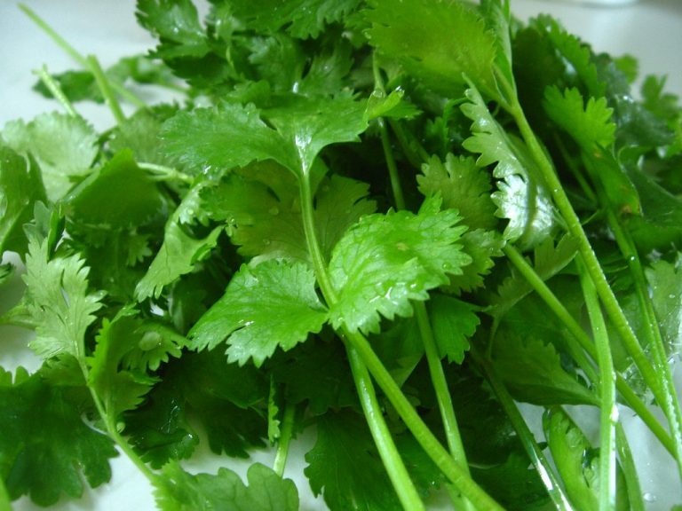 How to Grow Cilantro from Seed? - Farming Pedia