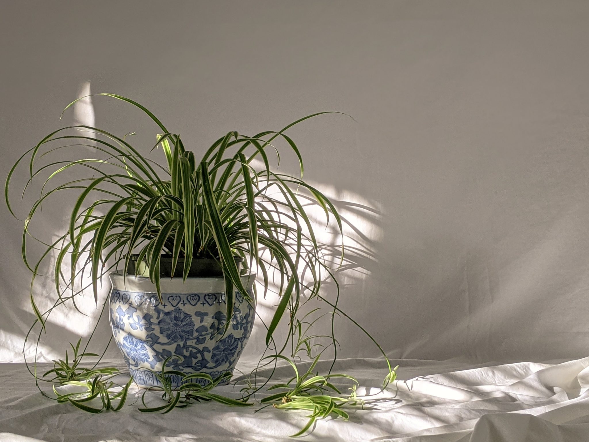 7 Houseplants that Reduce Dust and Particulate Matter - Farming Pedia