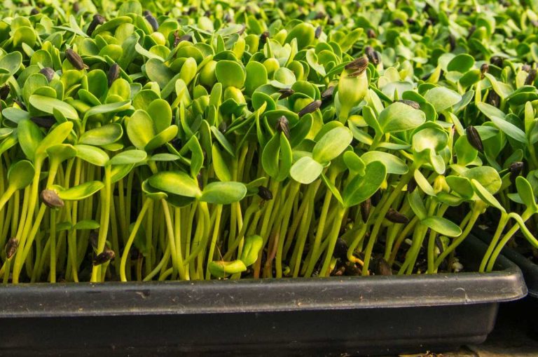 How to Grow Lettuce Microgreens? - Farming Pedia