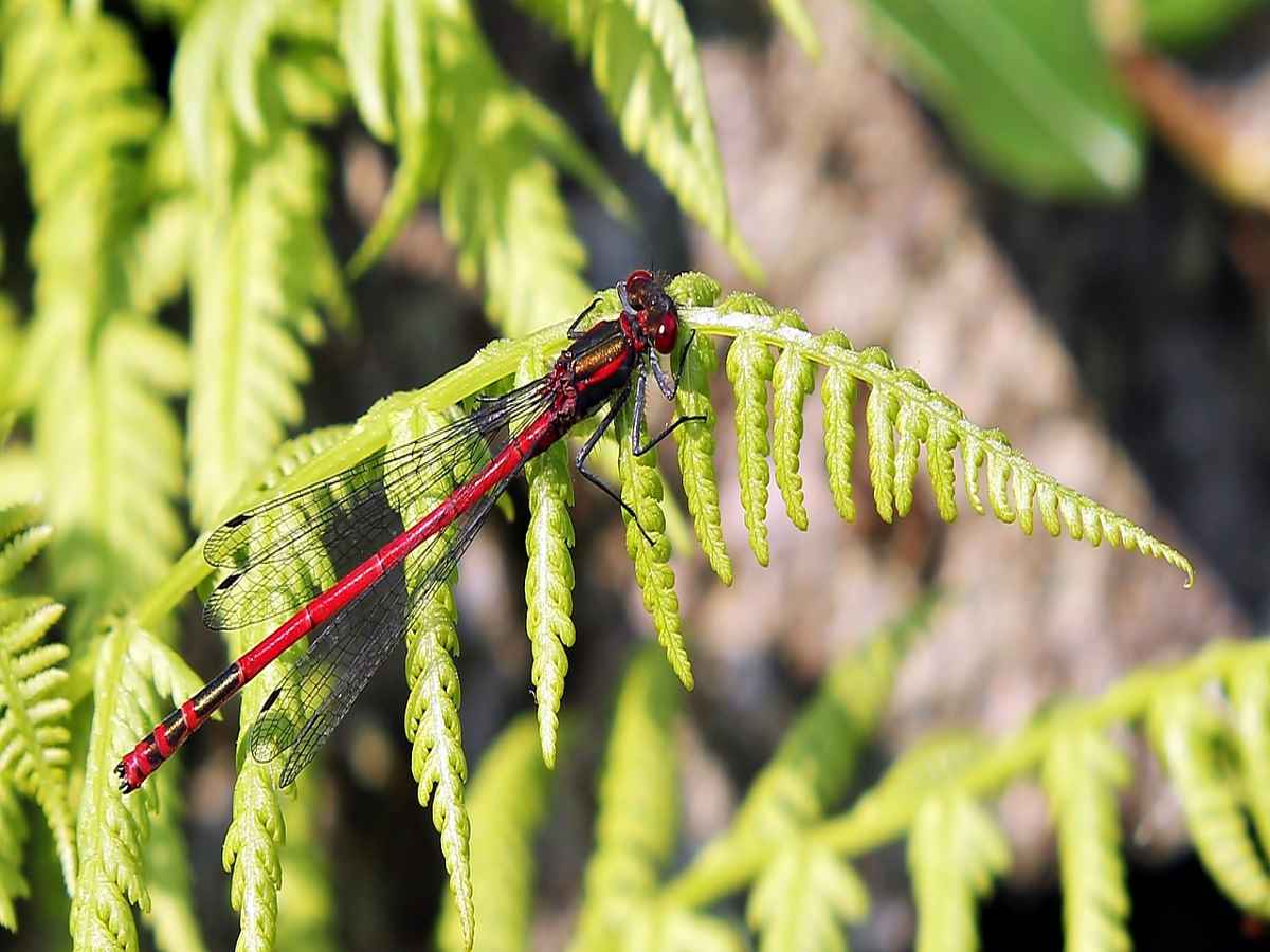 One Dragonfly Can Eat 100s of Mosquitoes a Day. Keep These Plants in ...