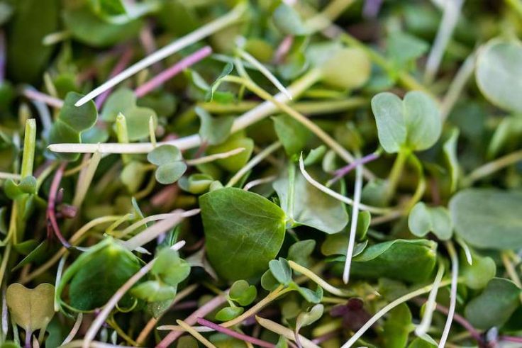 How to Grow Basil Microgreens? - Farming Pedia