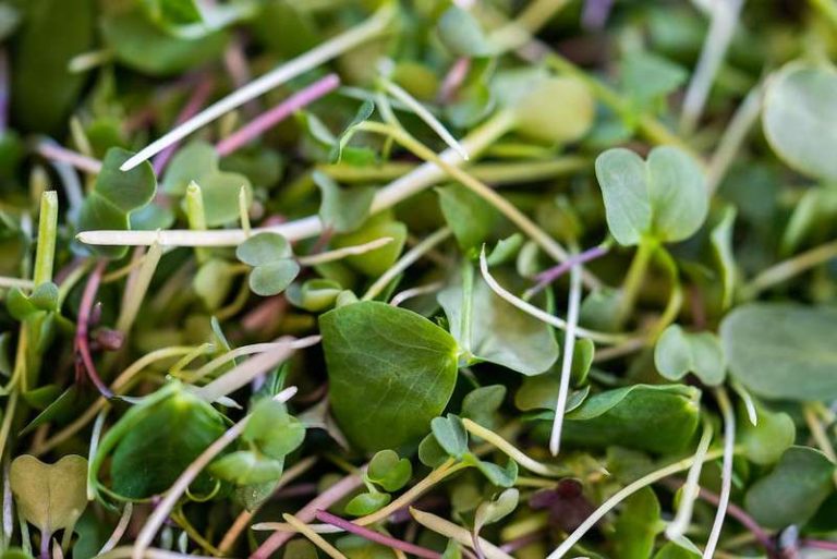 How to Grow Basil Microgreens? - Farming Pedia