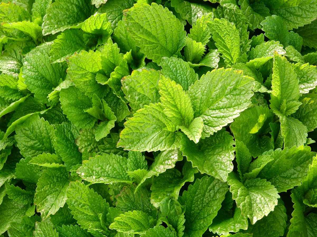 12 Reasons Everyone Should Start Growing Lemon Balm - Farming Pedia