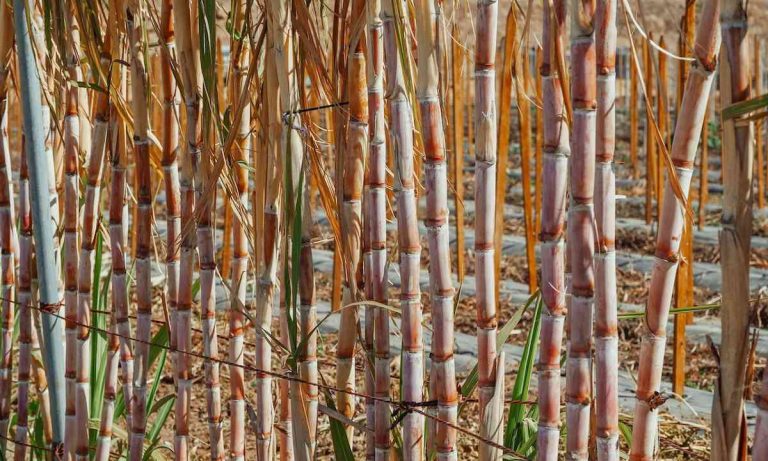 How To Plant Sugarcane - A Complete Beginner’s Guide - Farming Pedia