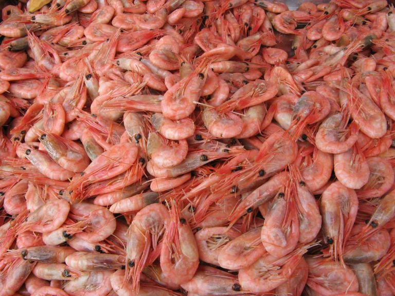 Shrimp Farming 101 - The Art of Shrimp Cultivation, Culture ...