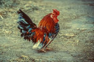 How to Understand Chicken Behavior: A Guide to Decoding Clucks and ...