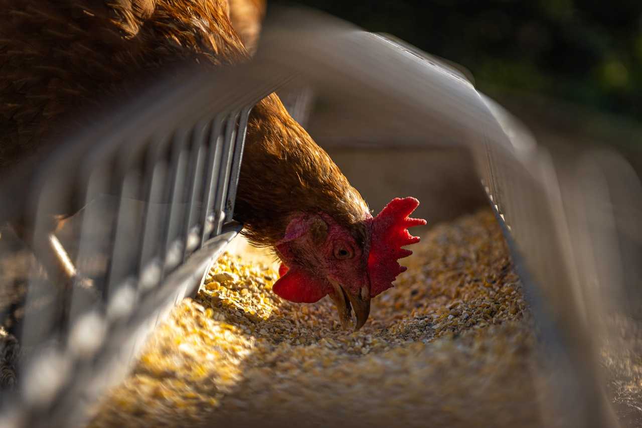 How to Make Your Own Chicken Feed - Farming Pedia