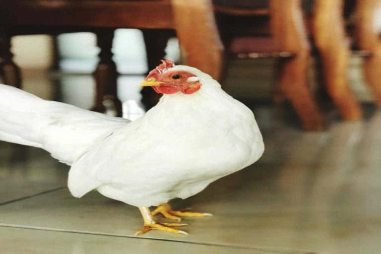 Key Growth Stages of Chickens: A Complete Overview - Farming Pedia
