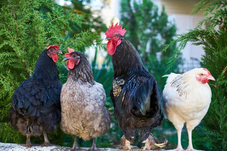 How to Introduce a New Rooster to Your Existing Flock - Farming Pedia