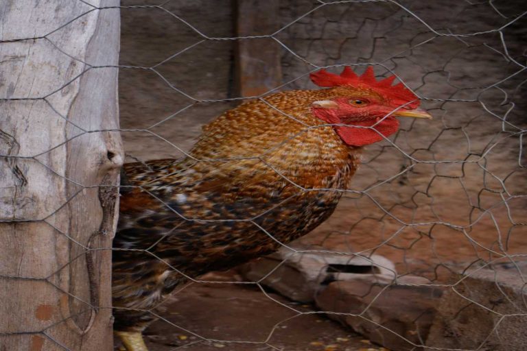 How to Understand Chicken Behavior: A Guide to Decoding Clucks and ...