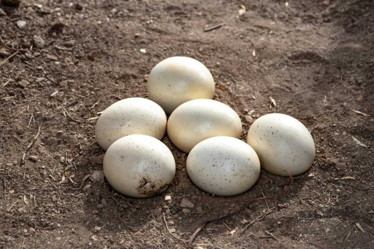 How to Do Successful Chicken Egg Incubation at Home - Farming Pedia
