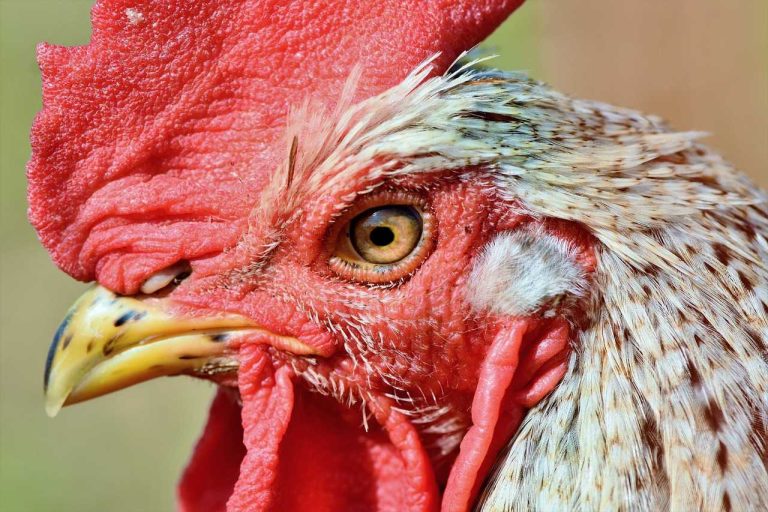 How to Introduce a New Rooster to Your Existing Flock - Farming Pedia
