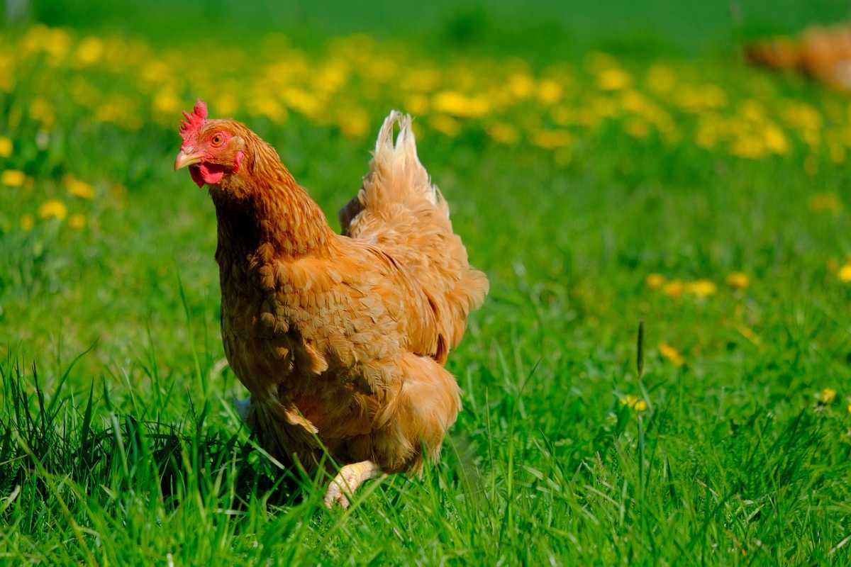 Confined vs. Free-Range: Which is Better for Animal Welfare? - Farming ...