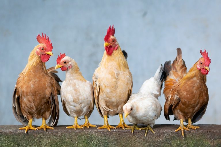 Understanding Chicken Genetics: How to Know and Apply It - Farming Pedia