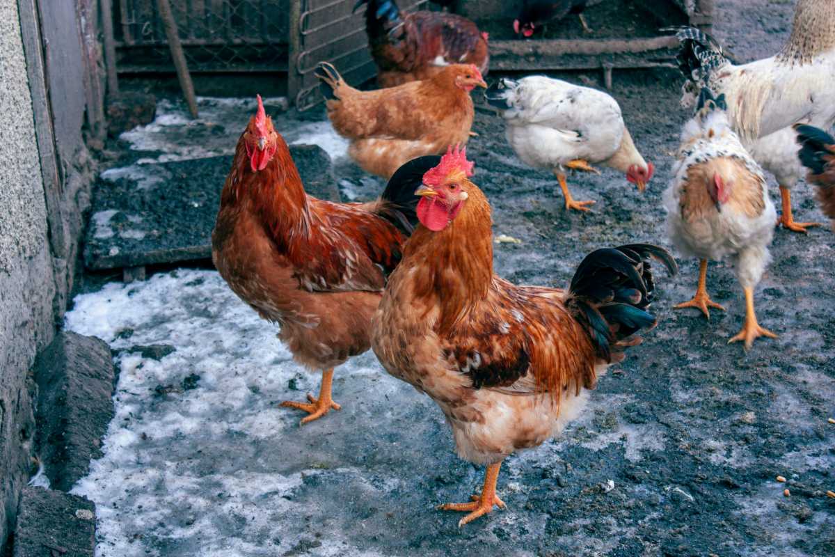 Seasonal Care for Chickens: What to Do Year-Round - Farming Pedia