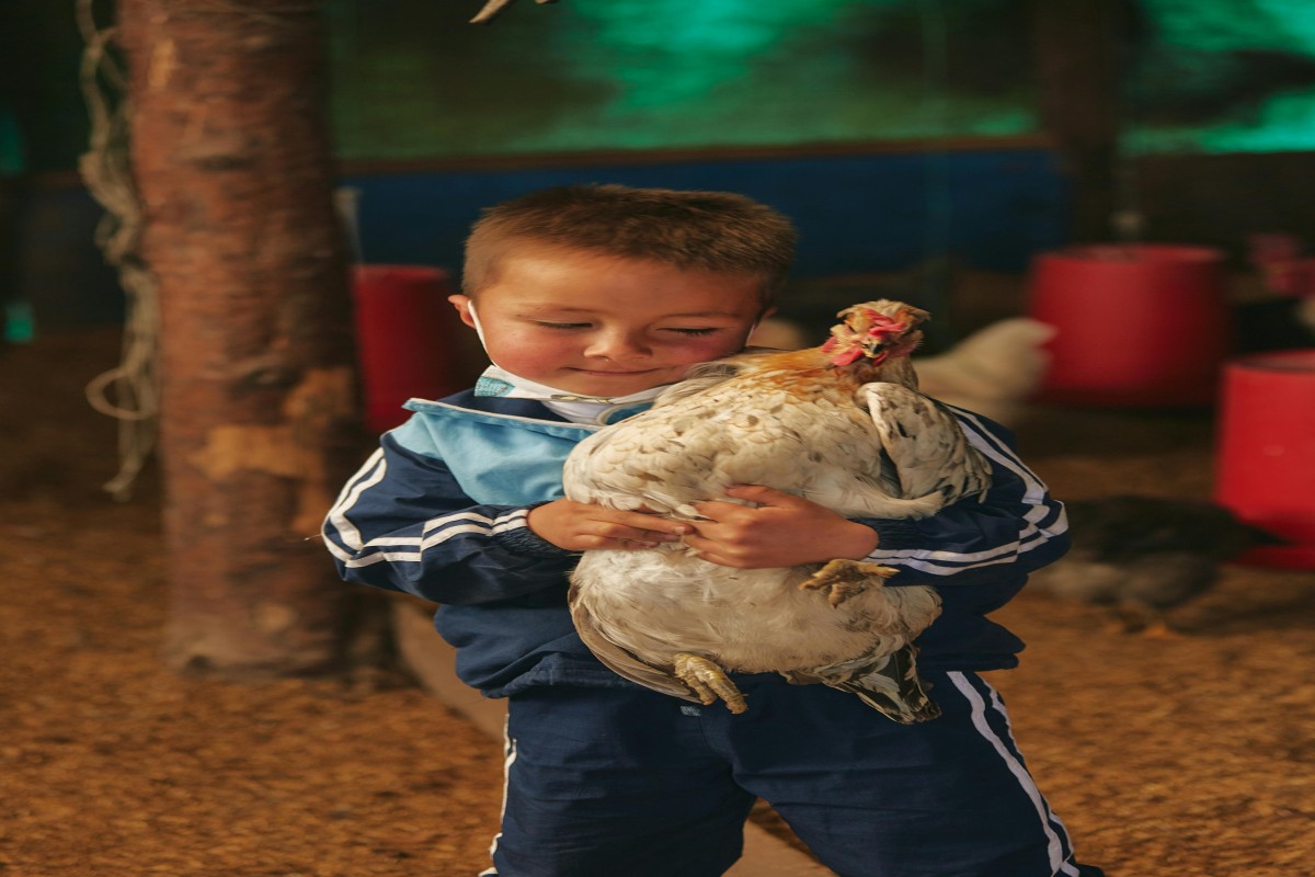 8 Engaging Educational Activities for Kids When Raising Chickens ...