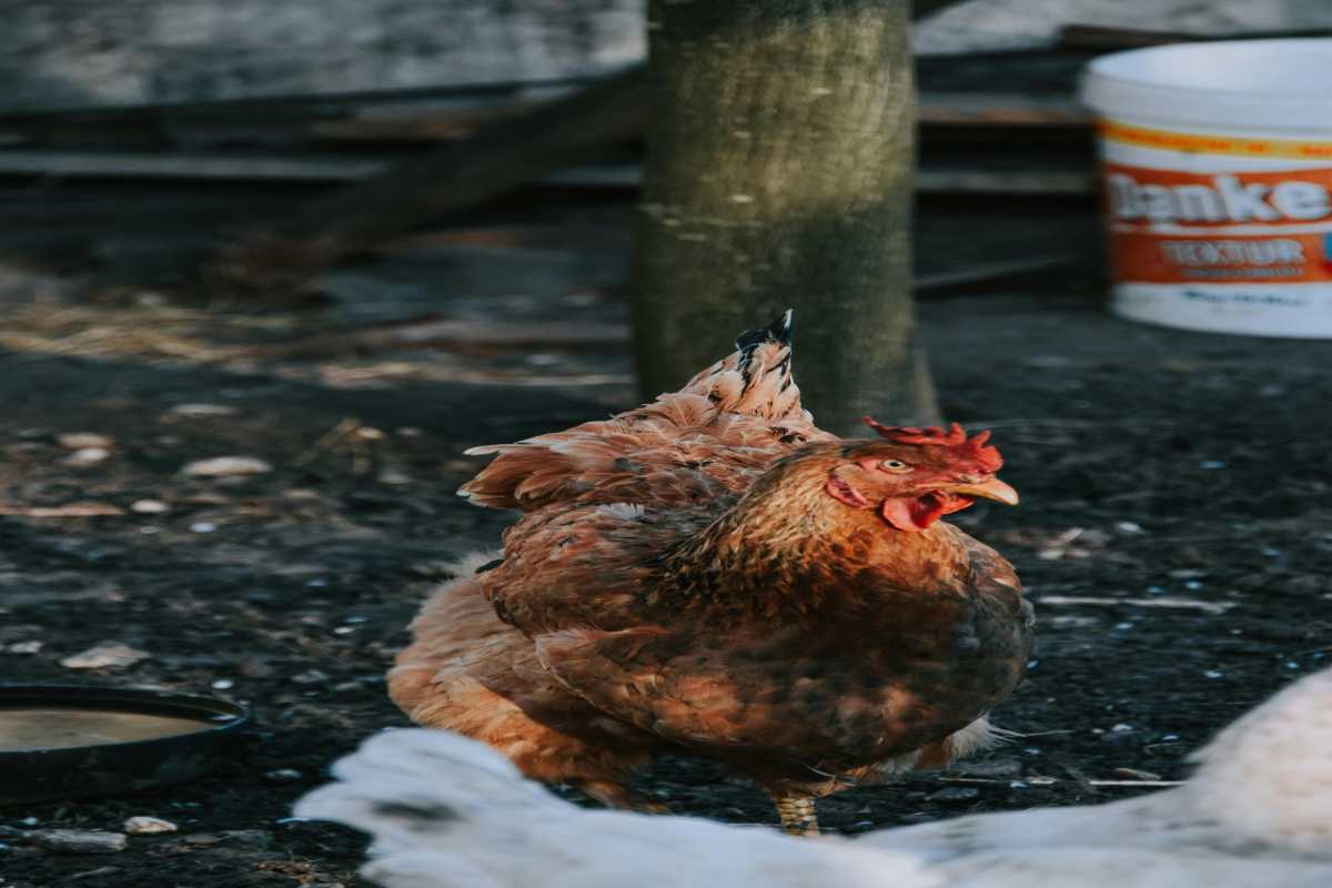 How To Introduce New Chickens To Your Flock 5 Simple Steps Farming Pedia