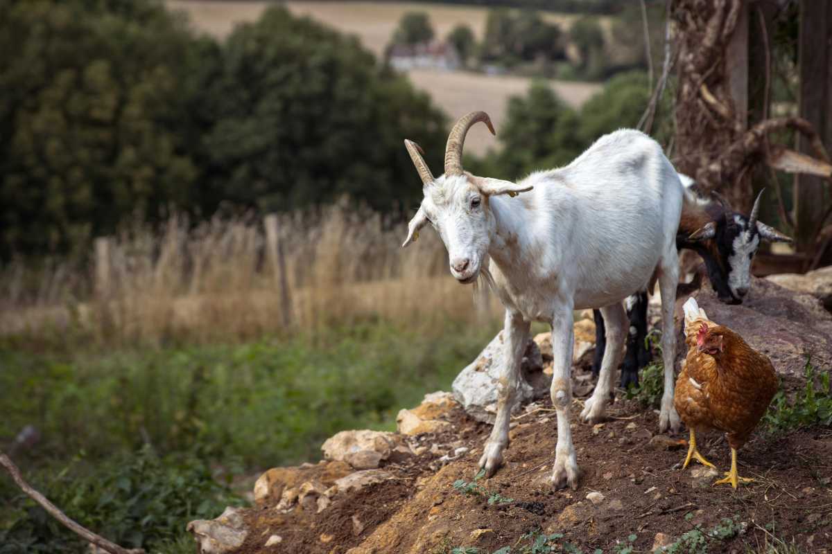 Advanced Training for Your Goat: Mastering Skills for a Well-Behaved ...