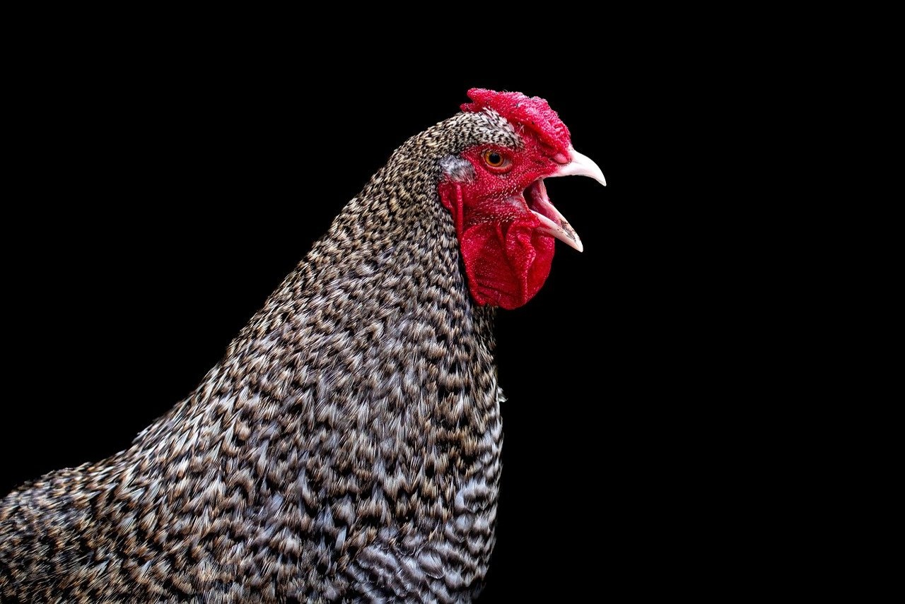 The Science of Chicken Genetics: Breeding for Desired Traits - Farming ...