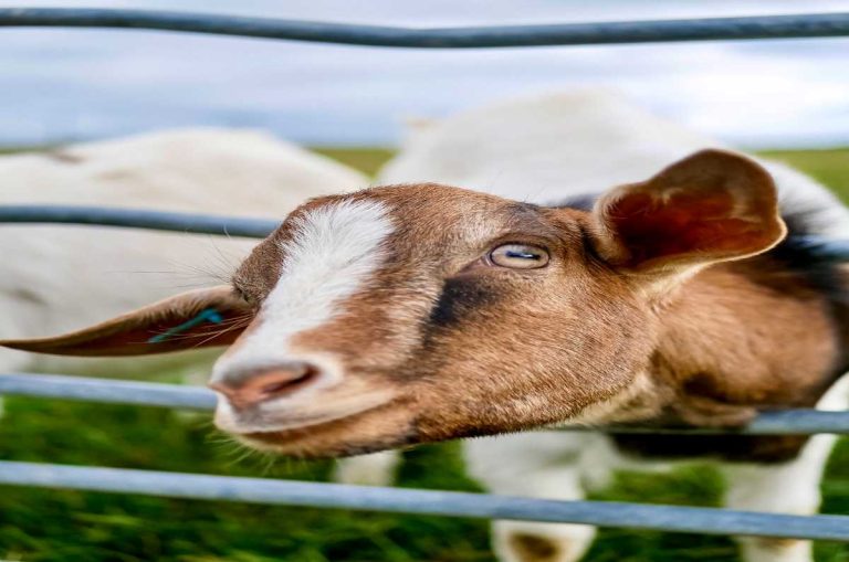 The Complete Guide to Raising Goats for Meat Processing - Farming Pedia