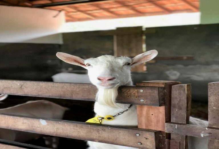 Top 5 Innovative Goat Housing Designs - Farming Pedia