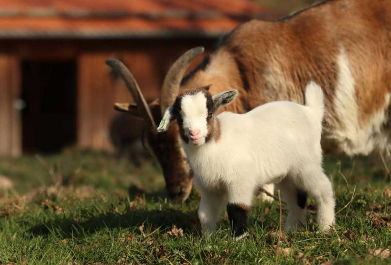 5 Key Stages of Goat Growth and Development - Farming Pedia