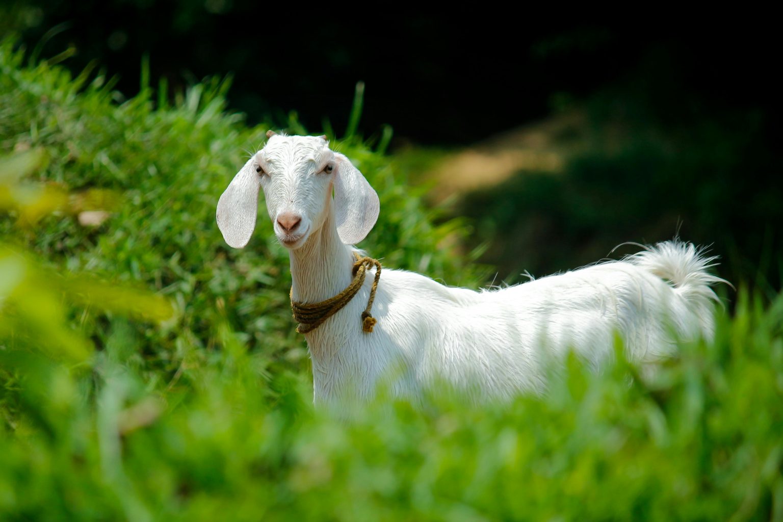 The Ultimate Guide to Using Goats for Habitat Restoration - Farming Pedia
