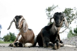 Understanding the Goats Behavior - Farming Pedia